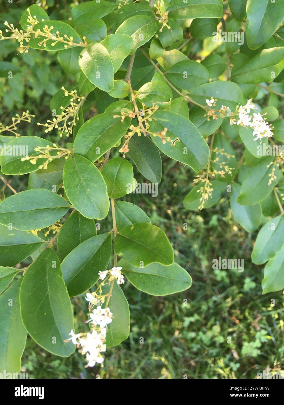 Chinese privet (Ligustrum sinense Stock Photo - Alamy