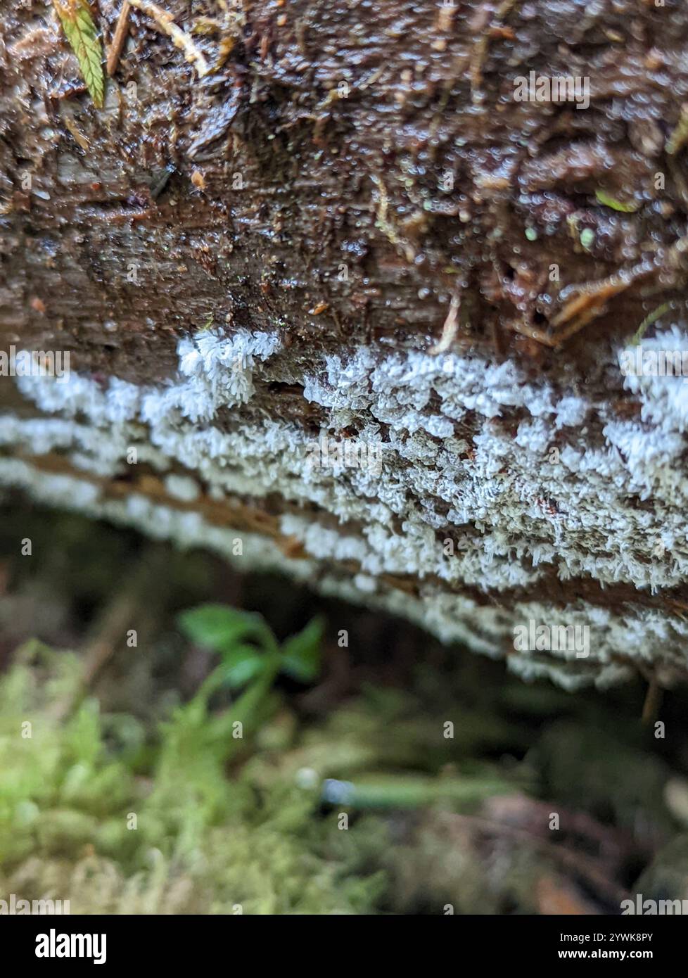 Common Coral Slime (Ceratiomyxa fruticulosa Stock Photo - Alamy