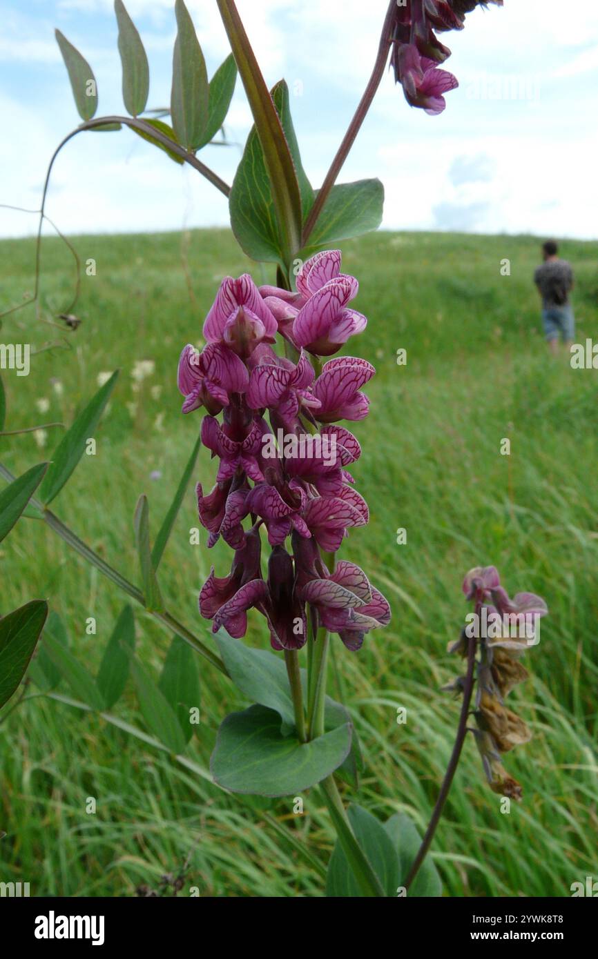 Pisiform grass-pea (Lathyrus pisiformis Stock Photo - Alamy