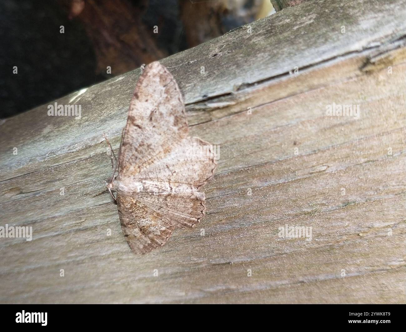 Alcis repandata alcis repandata hi-res stock photography and images - Alamy