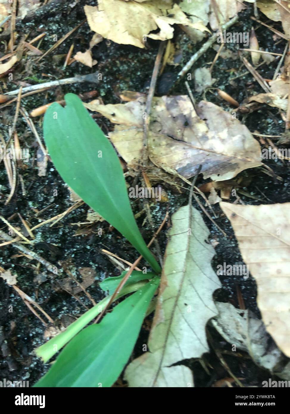 devil's bit (Chamaelirium luteum Stock Photo - Alamy