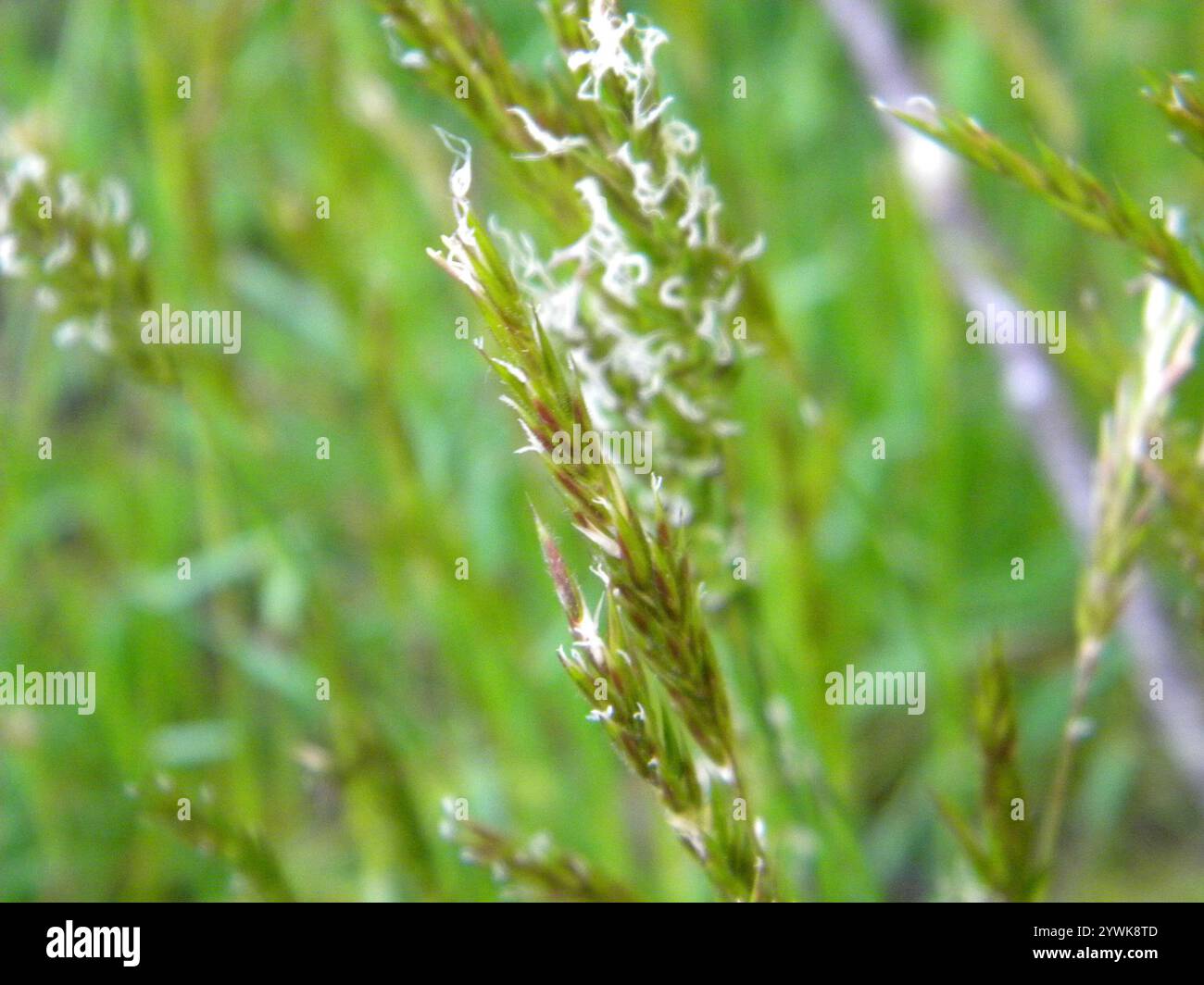 sweet vernal grass (Anthoxanthum odoratum Stock Photo - Alamy