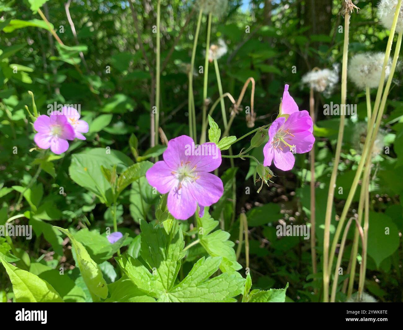 wild geranium (Geranium maculatum Stock Photo - Alamy