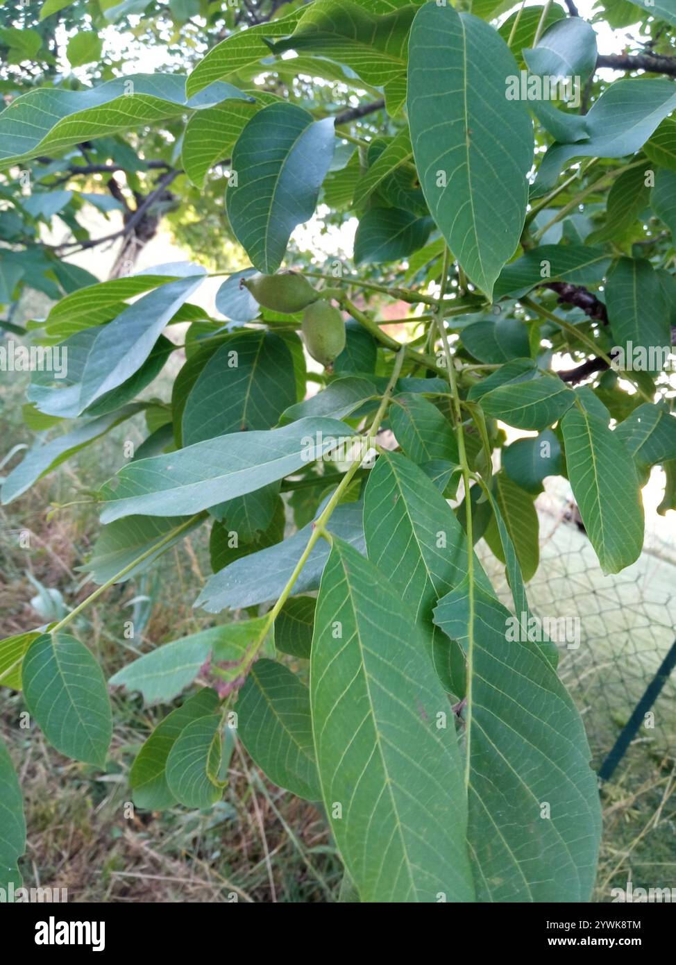 Persian walnut (Juglans regia Stock Photo - Alamy