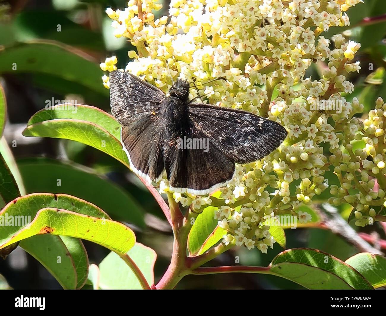 Funereal Duskywing (Erynnis funeralis Stock Photo - Alamy