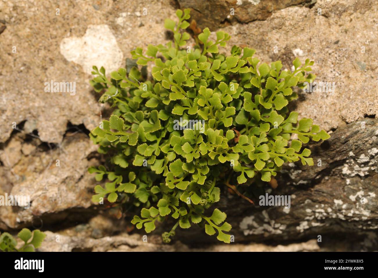 wall-rue (Asplenium ruta-muraria Stock Photo - Alamy