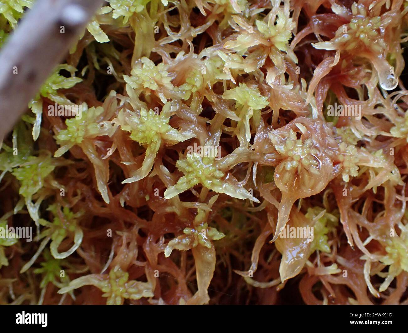 Sphagnum mosses (Sphagnum Stock Photo - Alamy