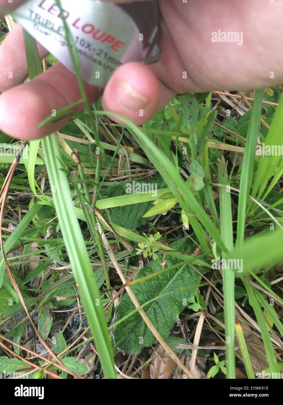 Rabbitbells (Crotalaria rotundifolia Stock Photo - Alamy