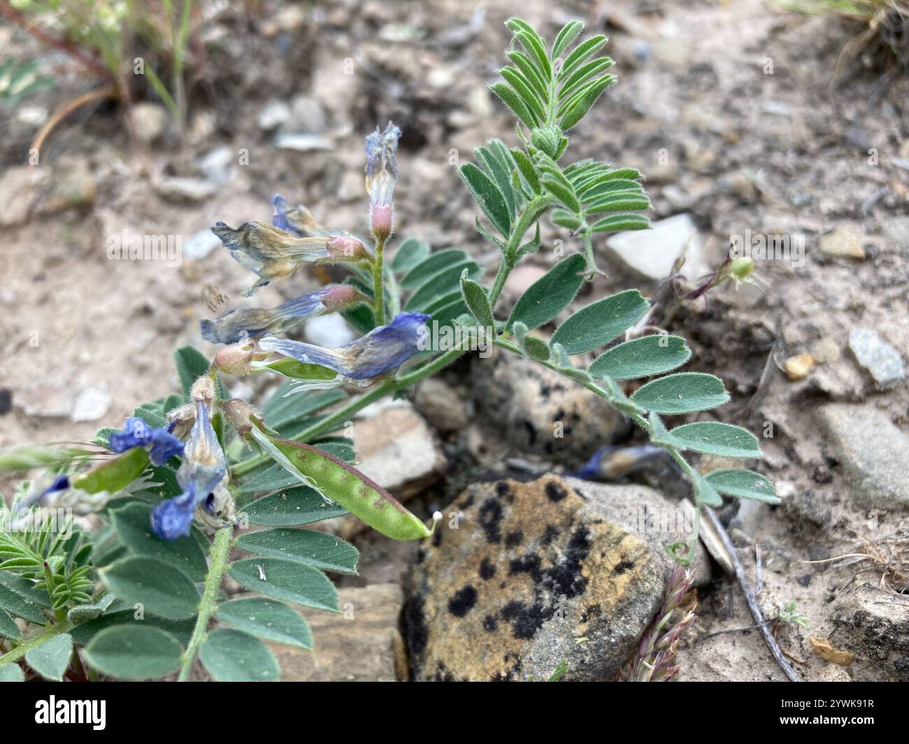 American vetch (Vicia americana Stock Photo - Alamy