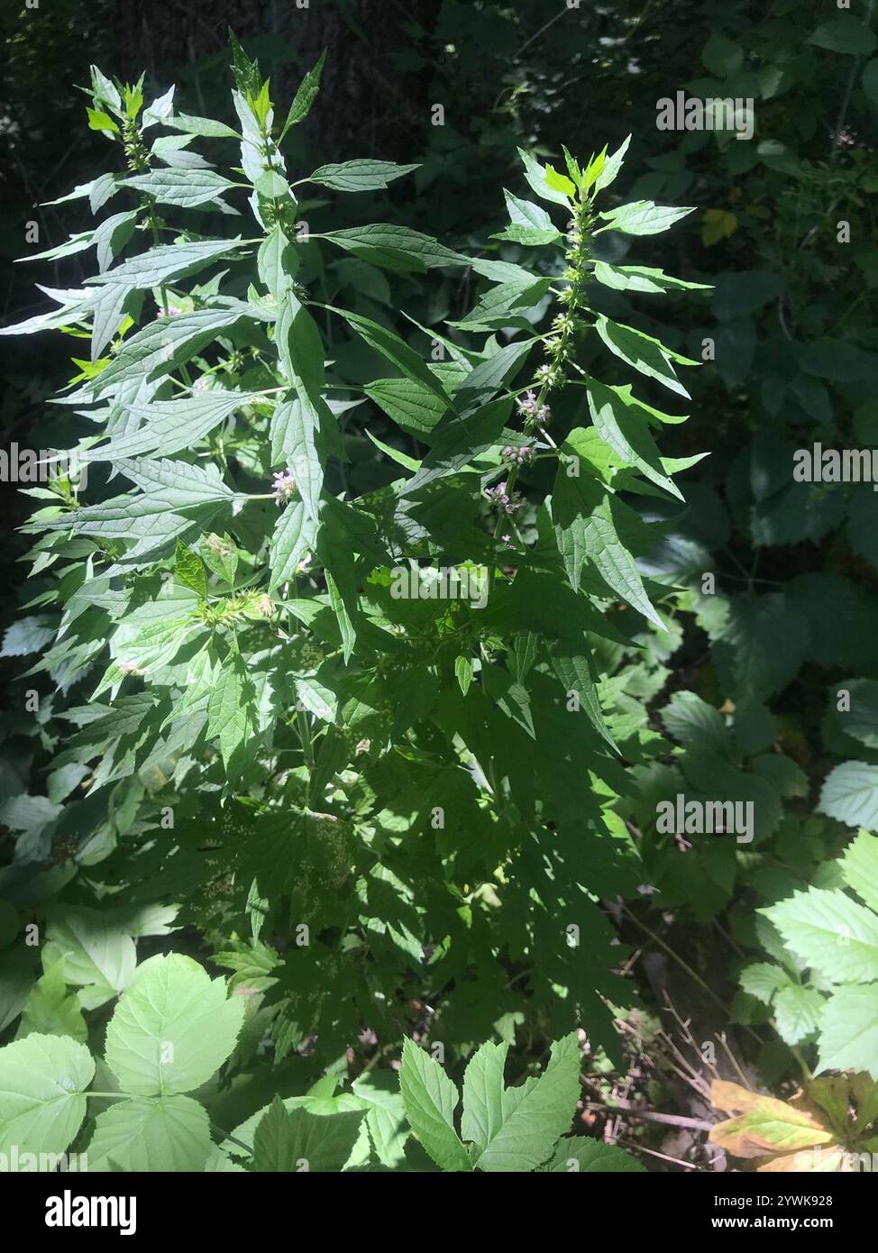 common motherwort (Leonurus cardiaca Stock Photo - Alamy