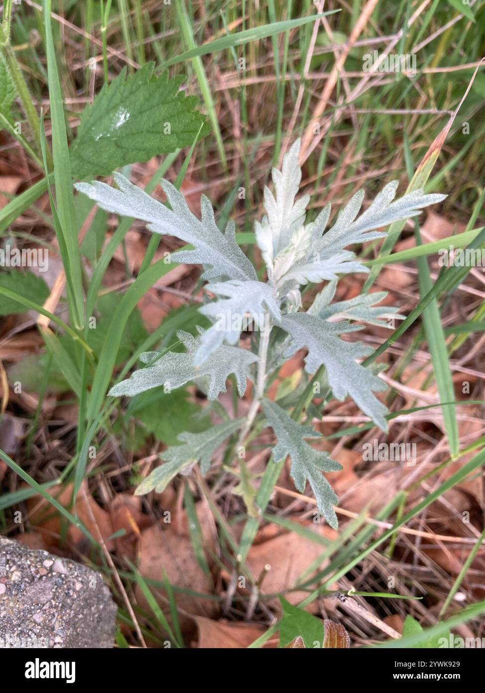 Silver Wormwood (Artemisia ludoviciana Stock Photo - Alamy