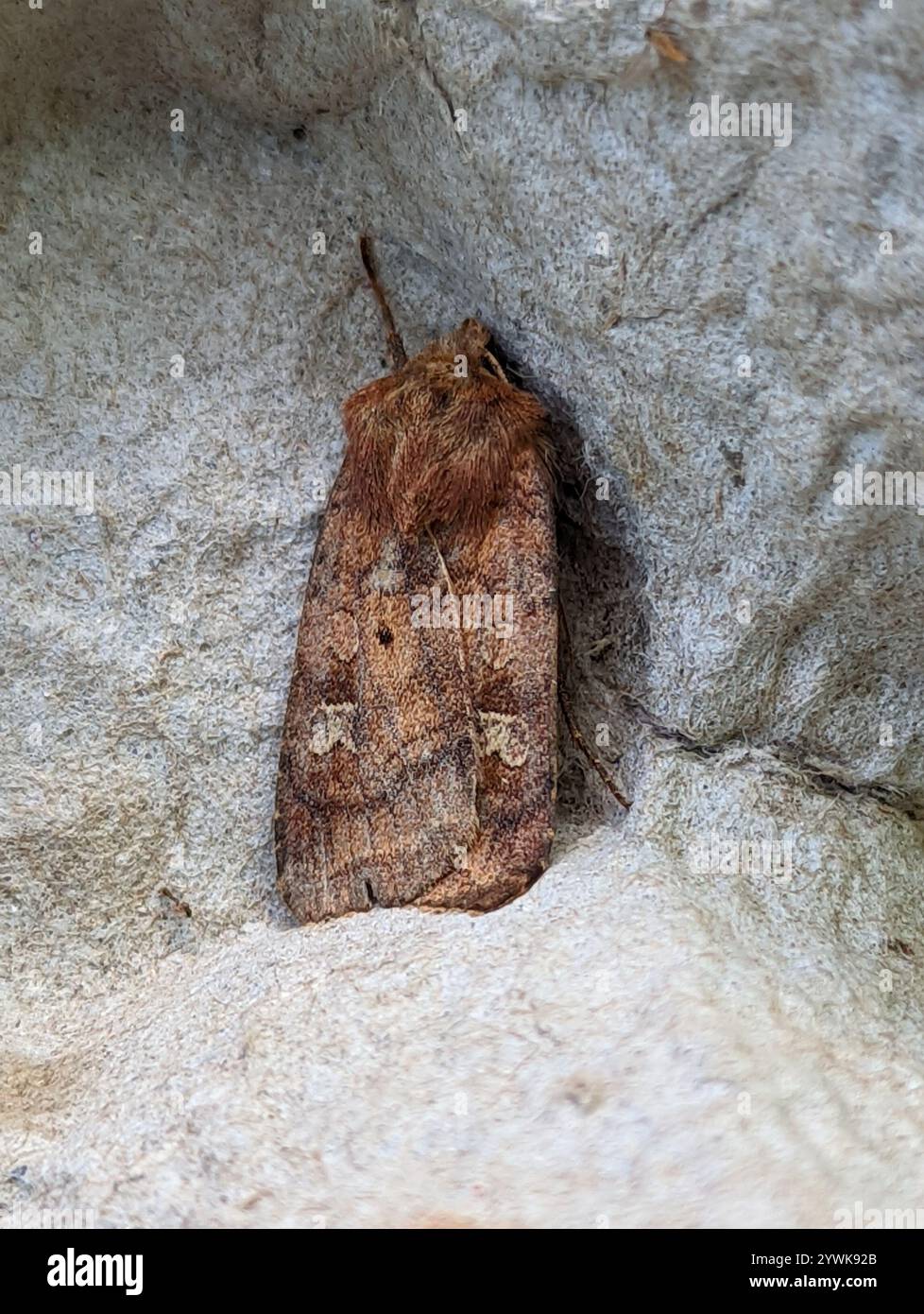 Small Square-spot (Diarsia rubi Stock Photo - Alamy