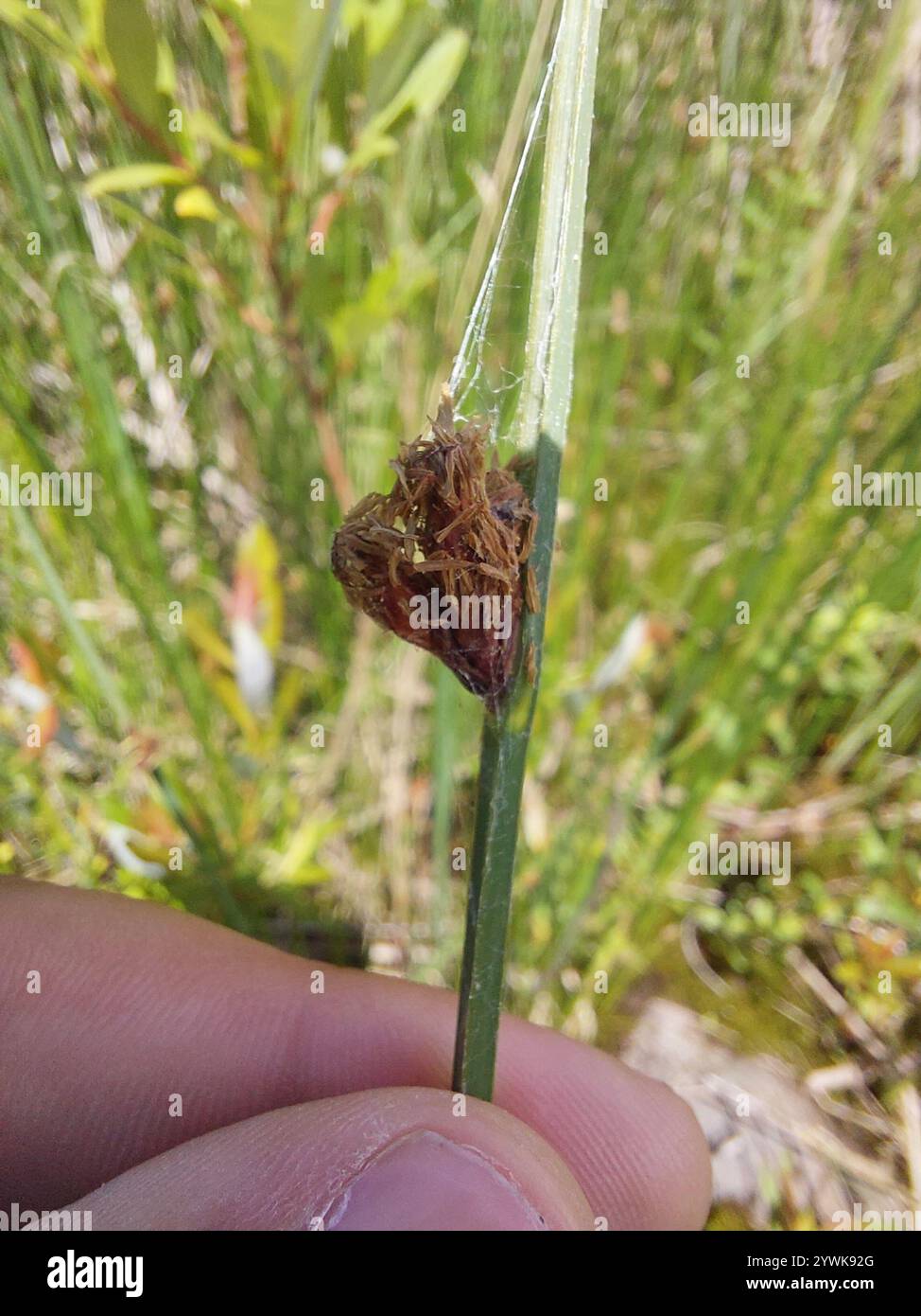 three-square bulrush (Schoenoplectus pungens Stock Photo - Alamy