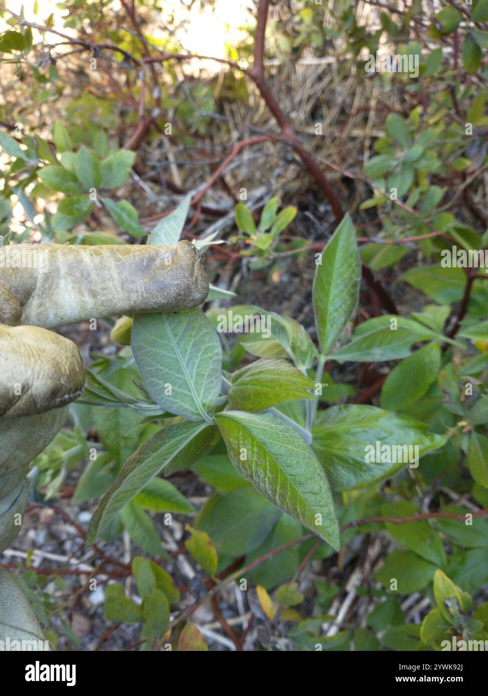 robust false-lupine (Thermopsis robusta Stock Photo - Alamy