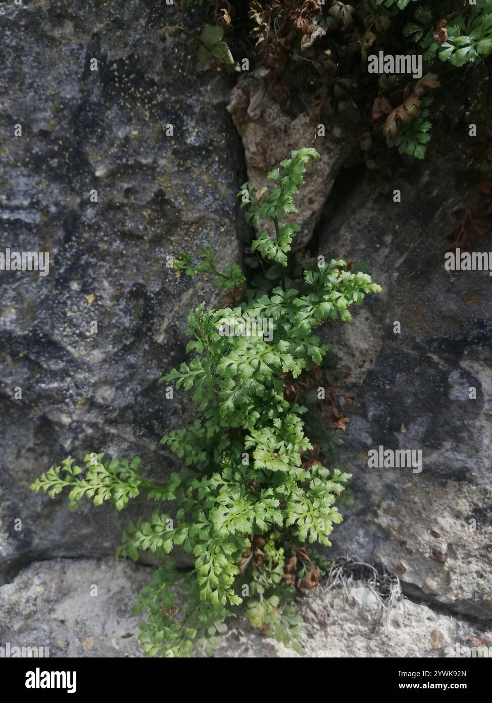 wall-rue (Asplenium ruta-muraria Stock Photo - Alamy