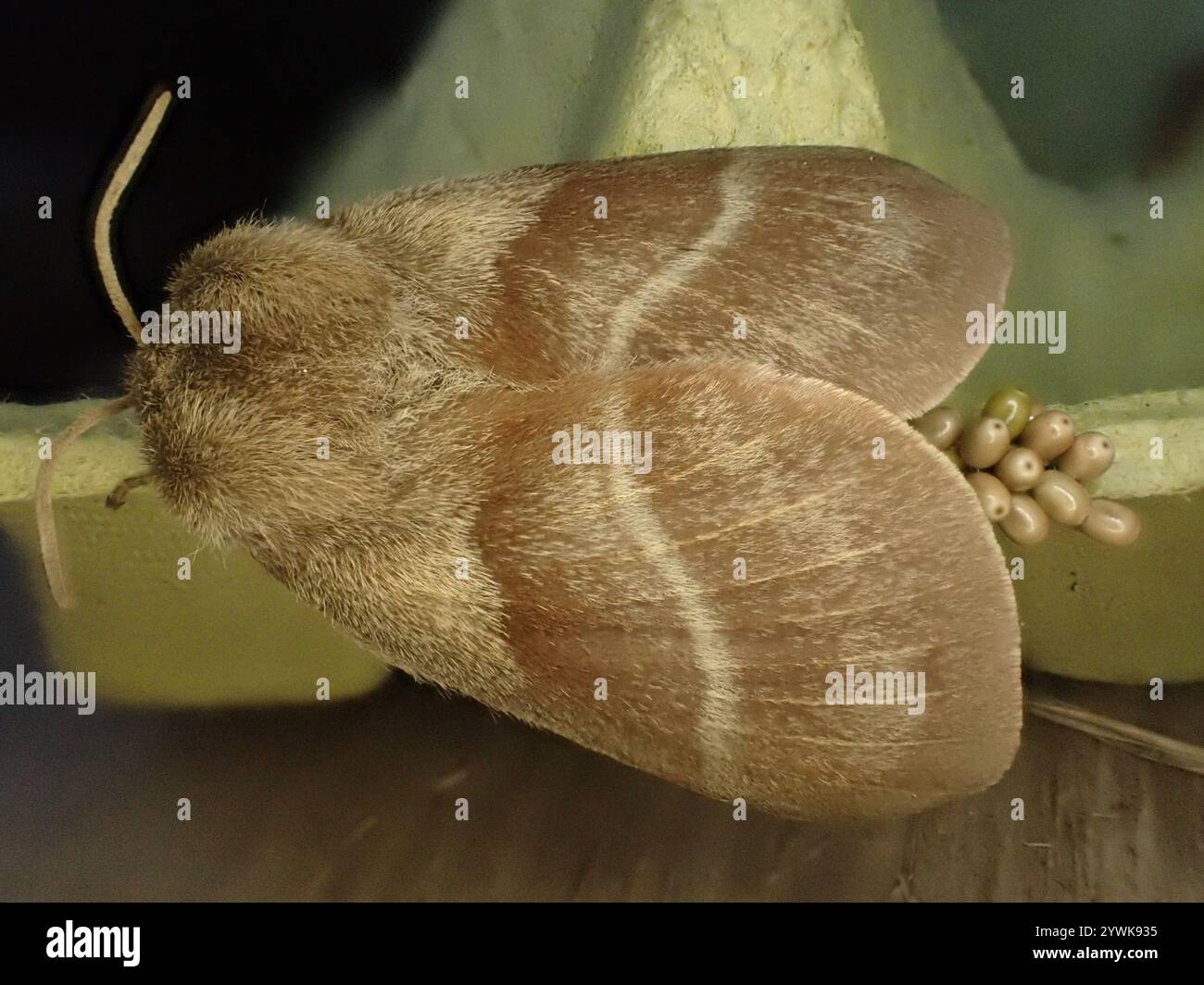 Fox Moth (Macrothylacia rubi Stock Photo - Alamy