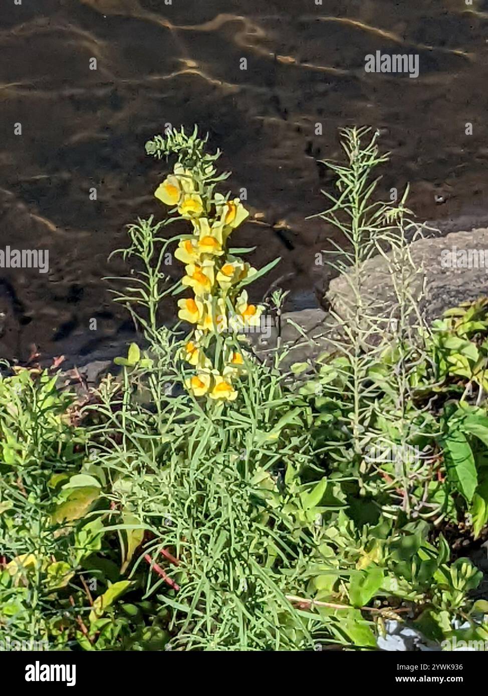 common toadflax (Linaria vulgaris Stock Photo - Alamy