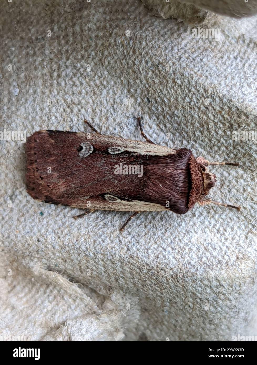 Flame Shoulder Moth (Ochropleura plecta Stock Photo - Alamy