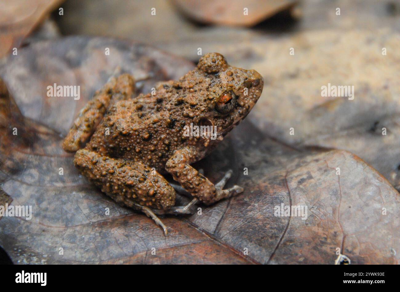 Common Big-headed Frog (Oreobates quixensis Stock Photo - Alamy