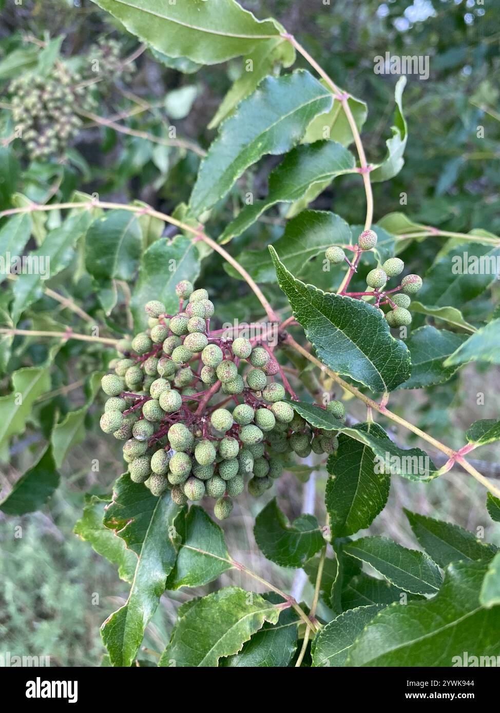 Hercules' club (Zanthoxylum clava-herculis Stock Photo - Alamy