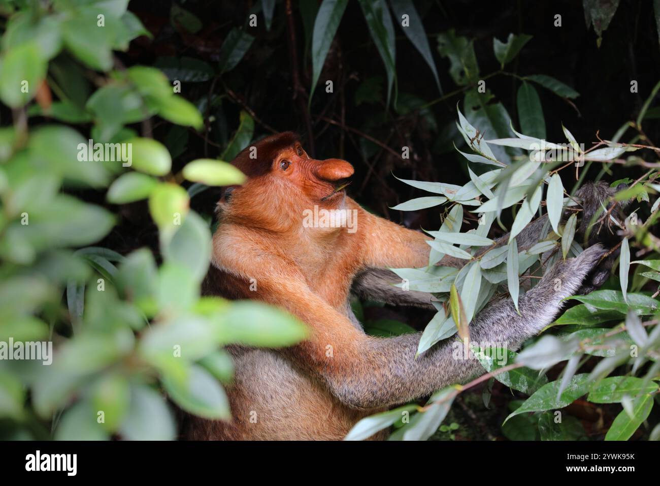 Proboscis monkey male eating plant leaves in Bako National Park in ...