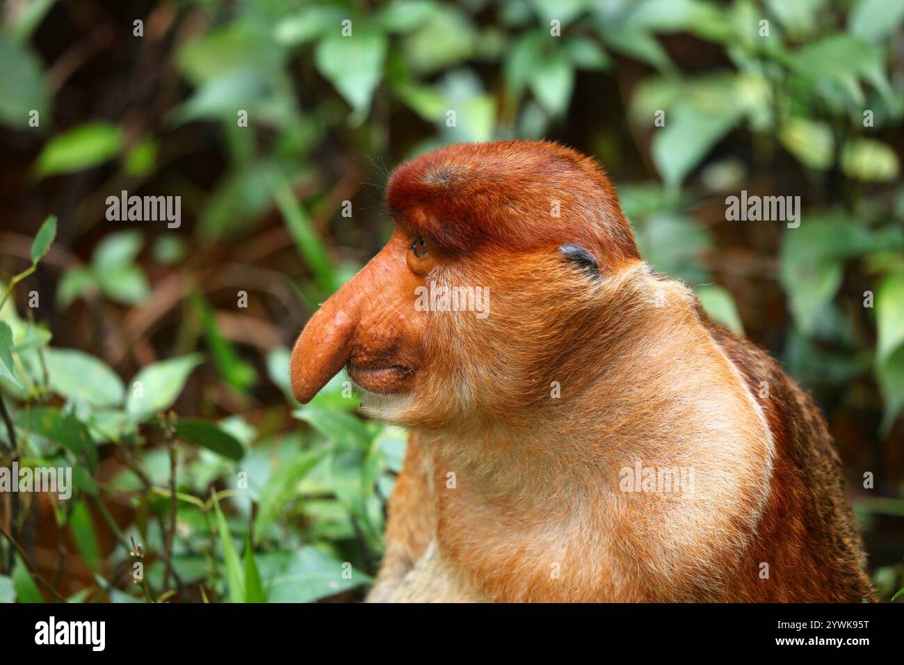 Big nose monkey hi-res stock photography and images - Alamy