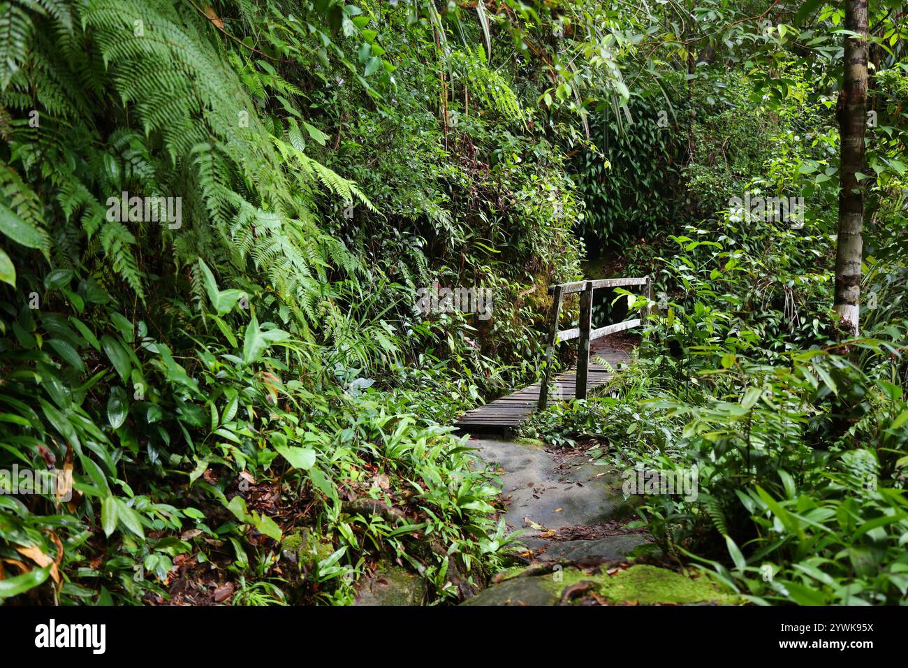 Hiking trail bridge in lush rainforest in Bako National Park in Borneo ...