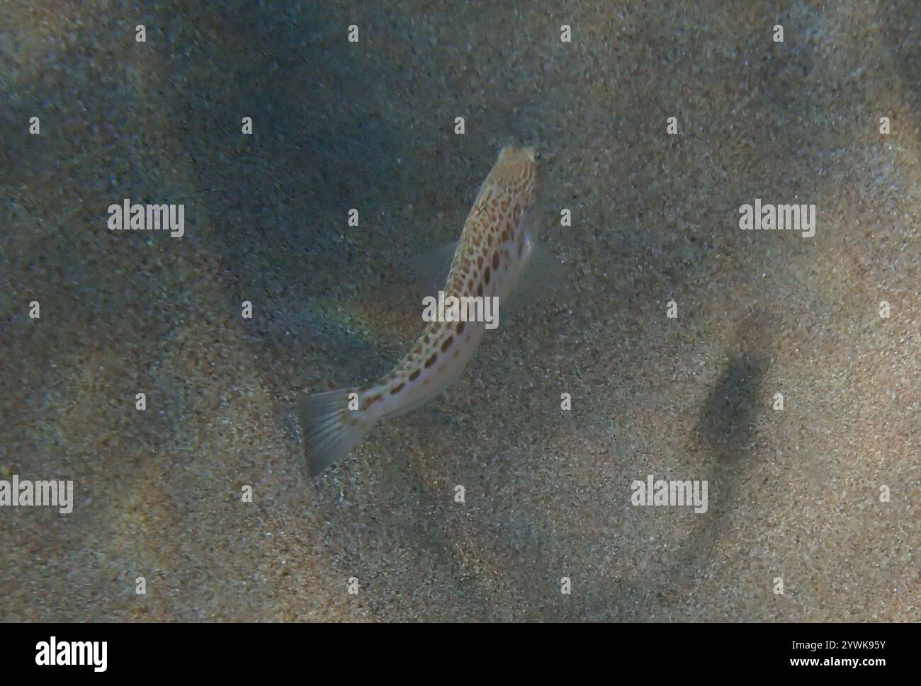 Spotted Weever (Trachinus araneus Stock Photo - Alamy