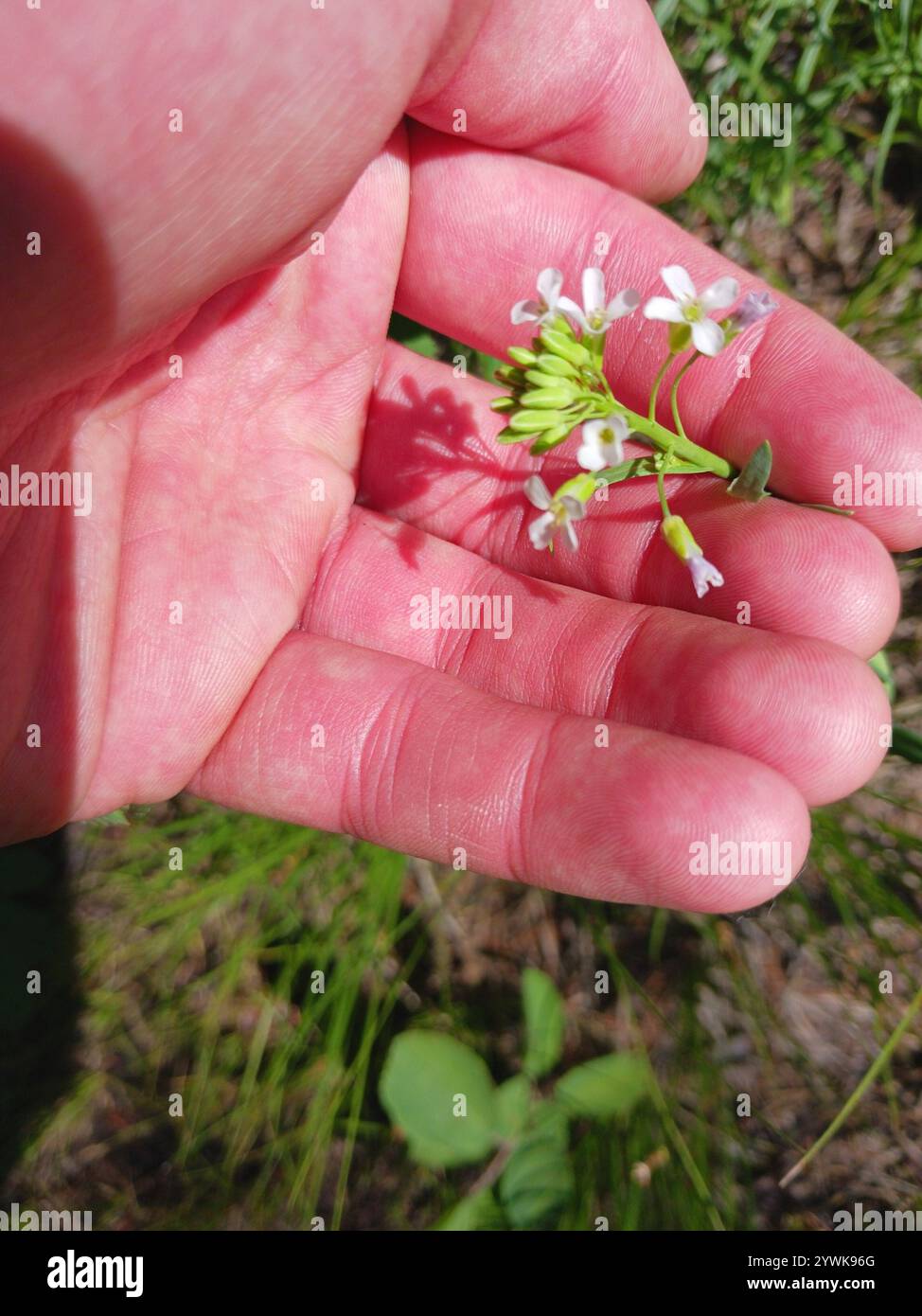 Graham's Rockcress (Boechera grahamii Stock Photo - Alamy