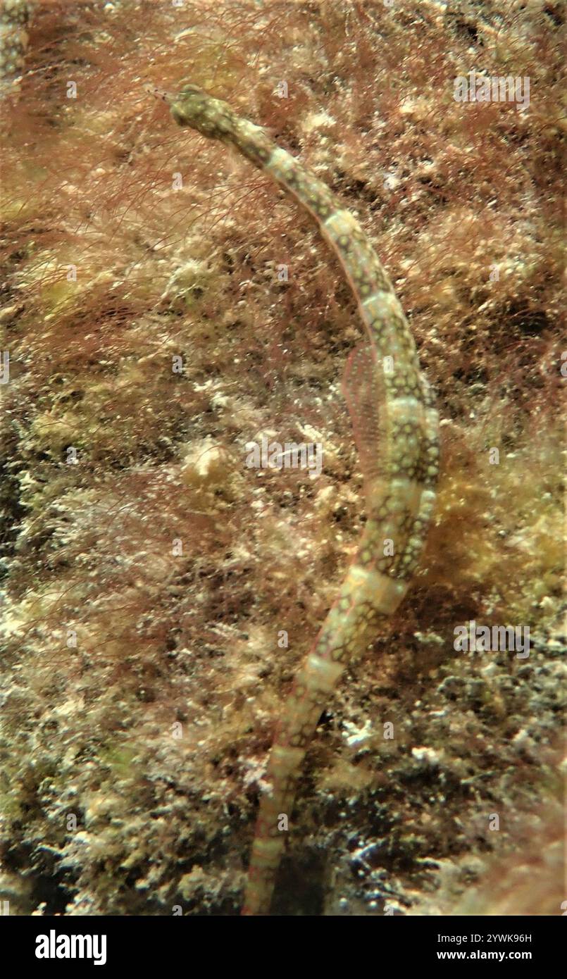 Network Pipefish (Corythoichthys flavofasciatus Stock Photo - Alamy