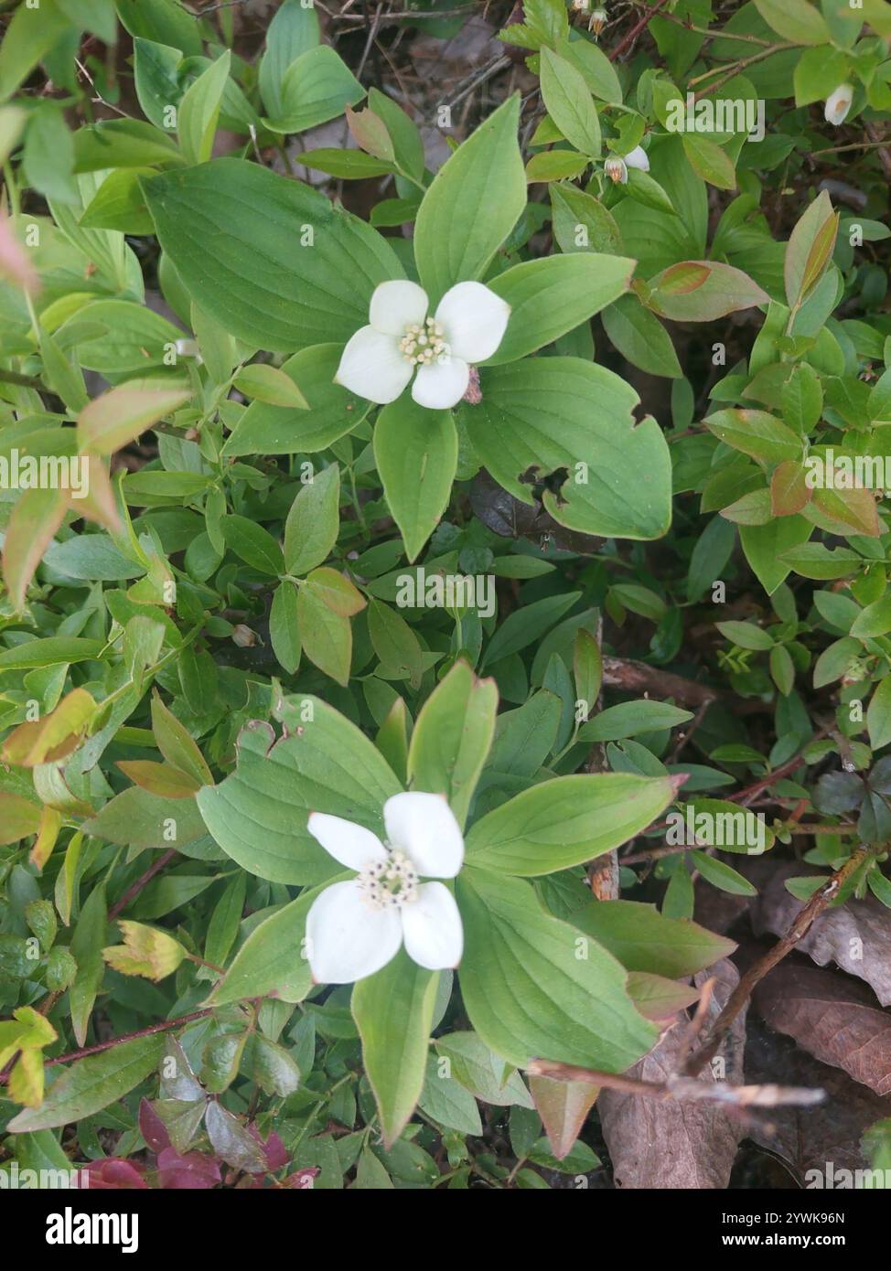 Canadian bunchberry (Cornus canadensis Stock Photo - Alamy