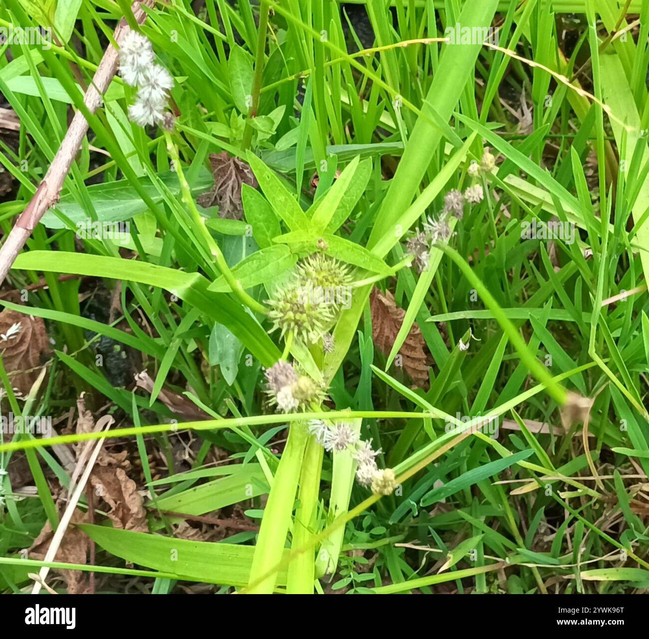 Branched Bur-reed (Sparganium erectum Stock Photo - Alamy