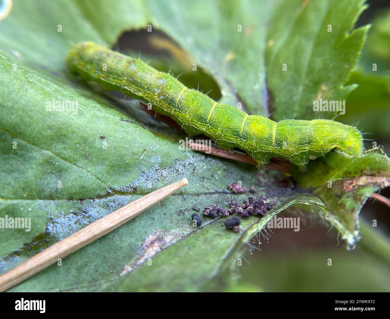 Butterflies and Moths (Lepidoptera Stock Photo - Alamy
