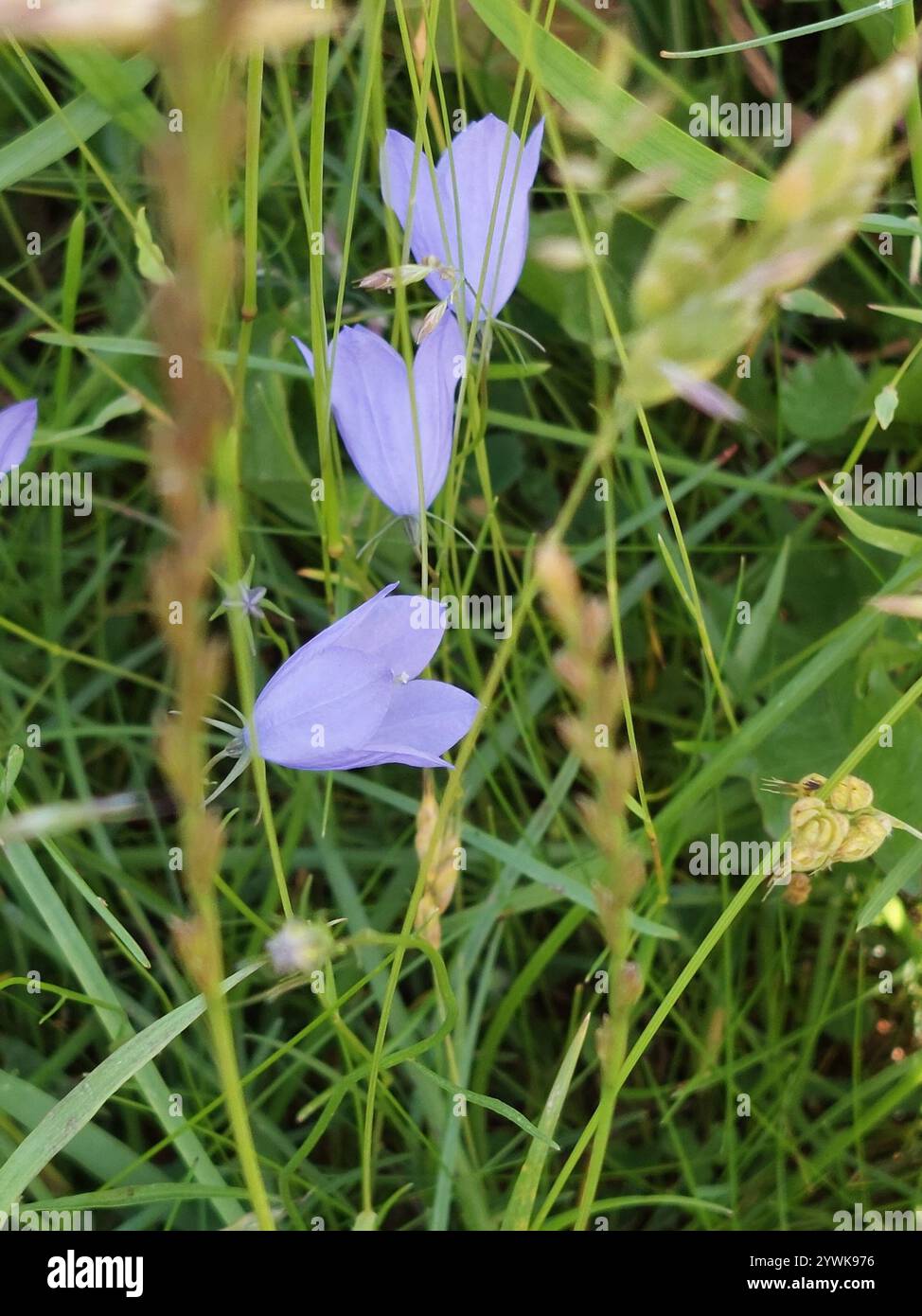 Common Harebell (Campanula rotundifolia Stock Photo - Alamy