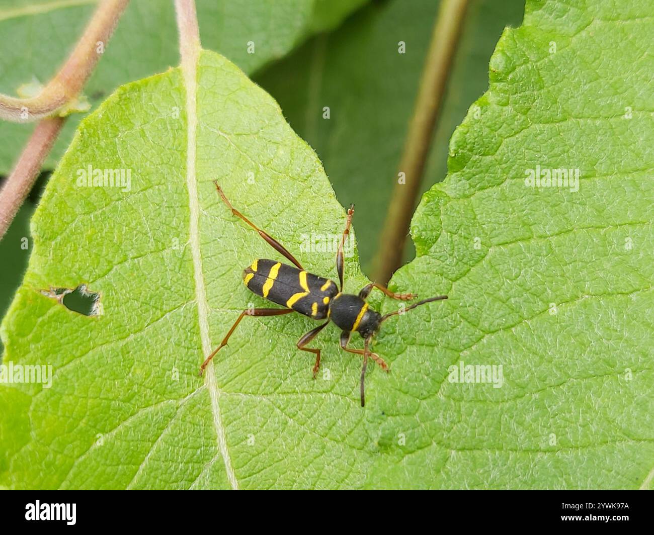 Wasp Beetle (Clytus arietis Stock Photo - Alamy