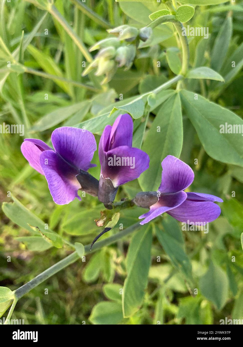 tall blue wild indigo (Baptisia australis Stock Photo - Alamy