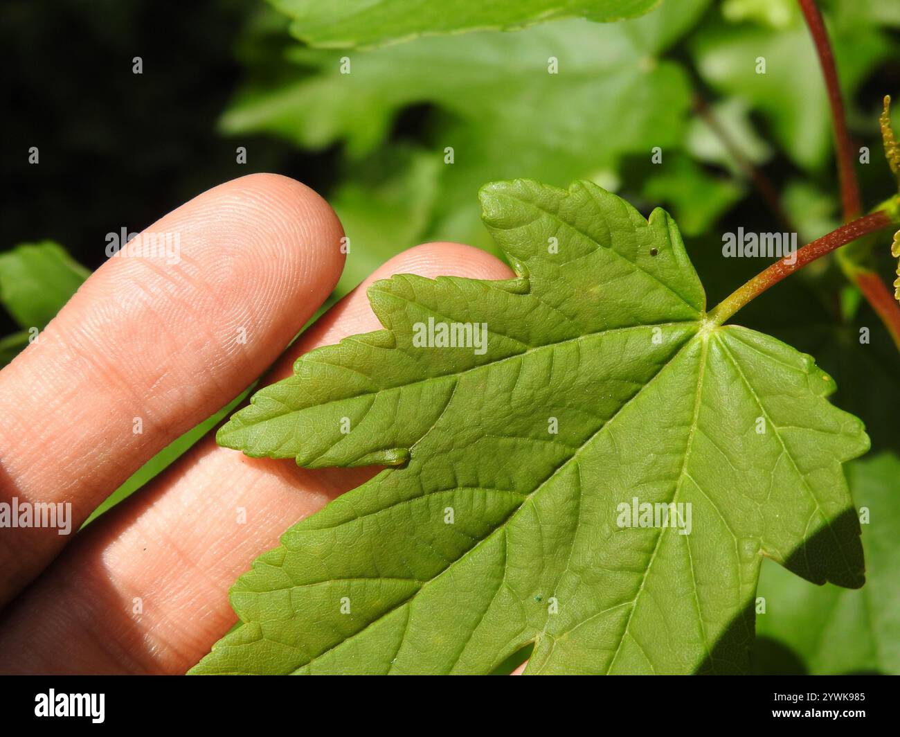 Gall and Rust Mites (Eriophyidae Stock Photo - Alamy
