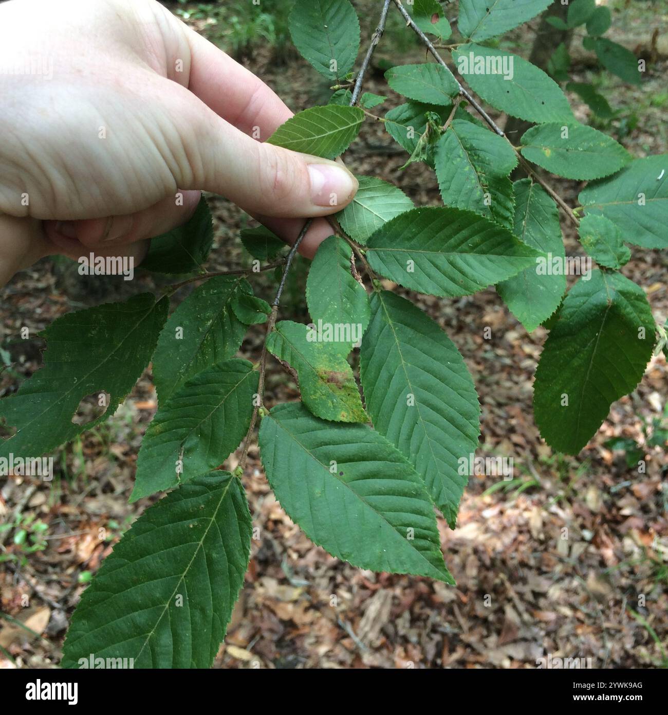 American hophornbeam (Ostrya virginiana Stock Photo - Alamy