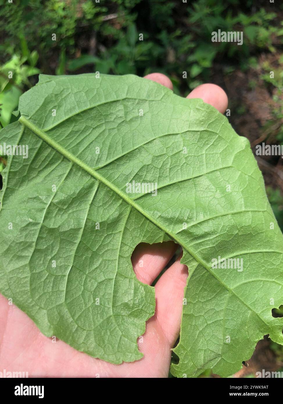 Wafer Ash (Ptelea trifoliata mollis Stock Photo - Alamy