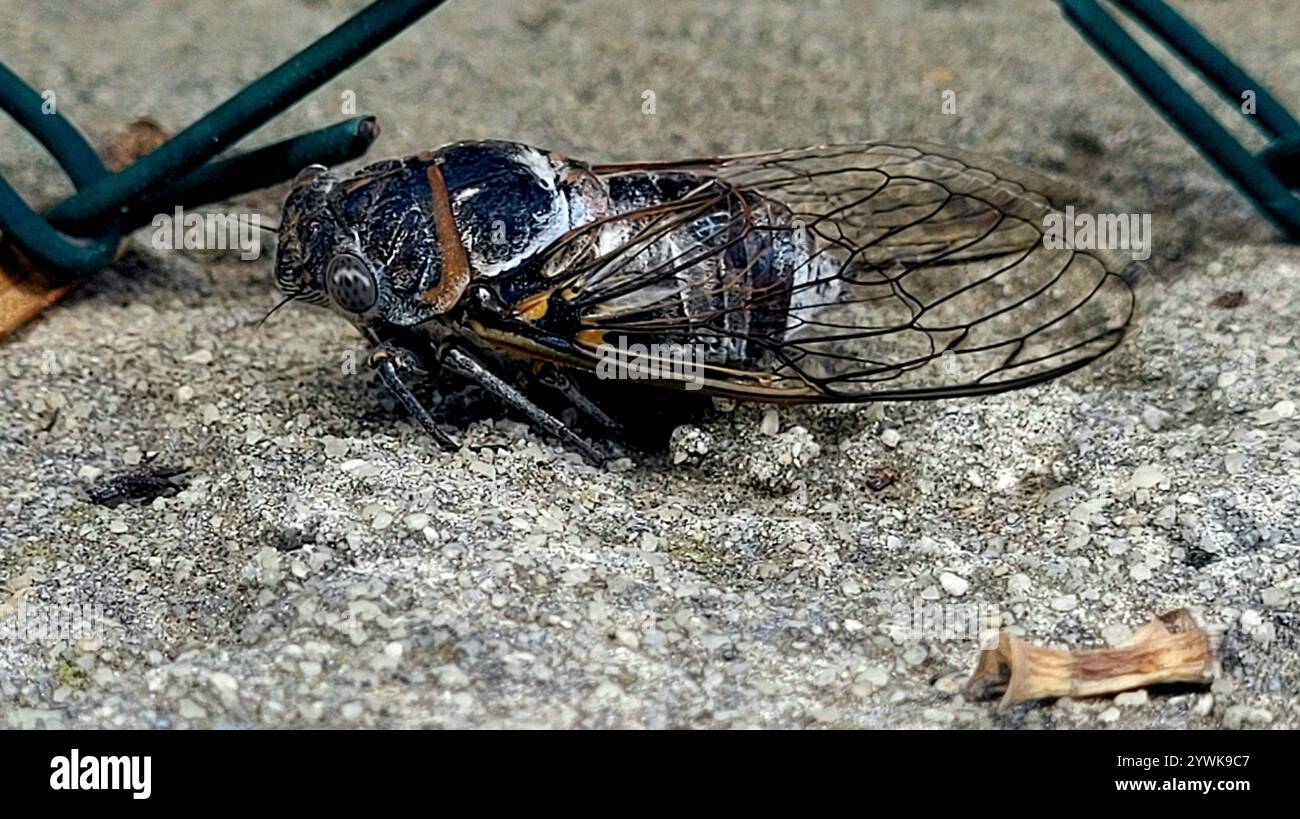 Common Cicada (Lyristes plebejus Stock Photo - Alamy