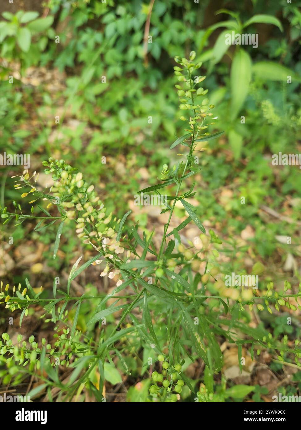 Virginia pepperweed (Lepidium virginicum Stock Photo - Alamy