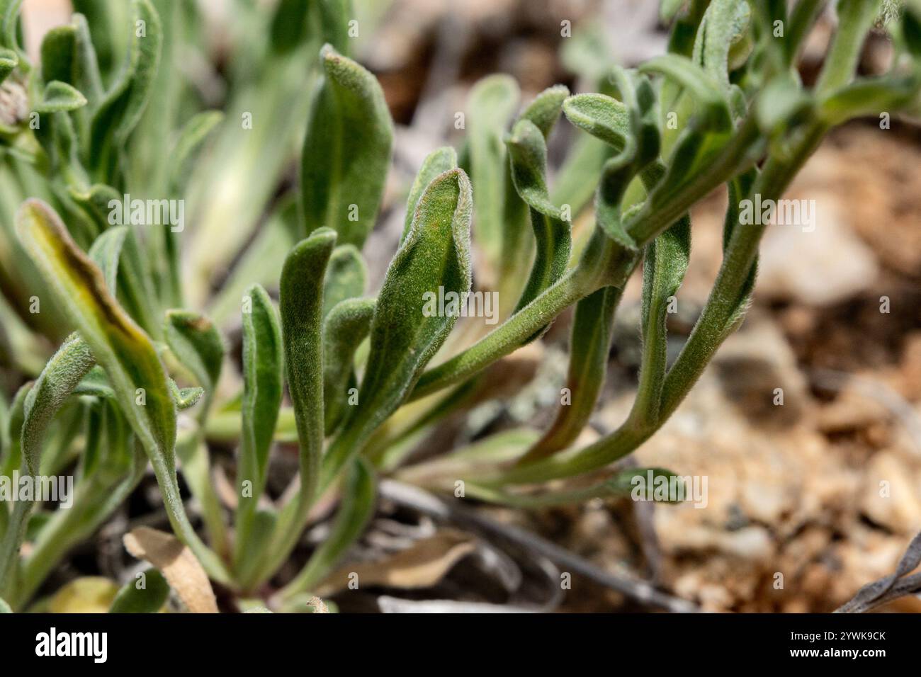 Caespitose Fleabane (Erigeron caespitosus Stock Photo - Alamy