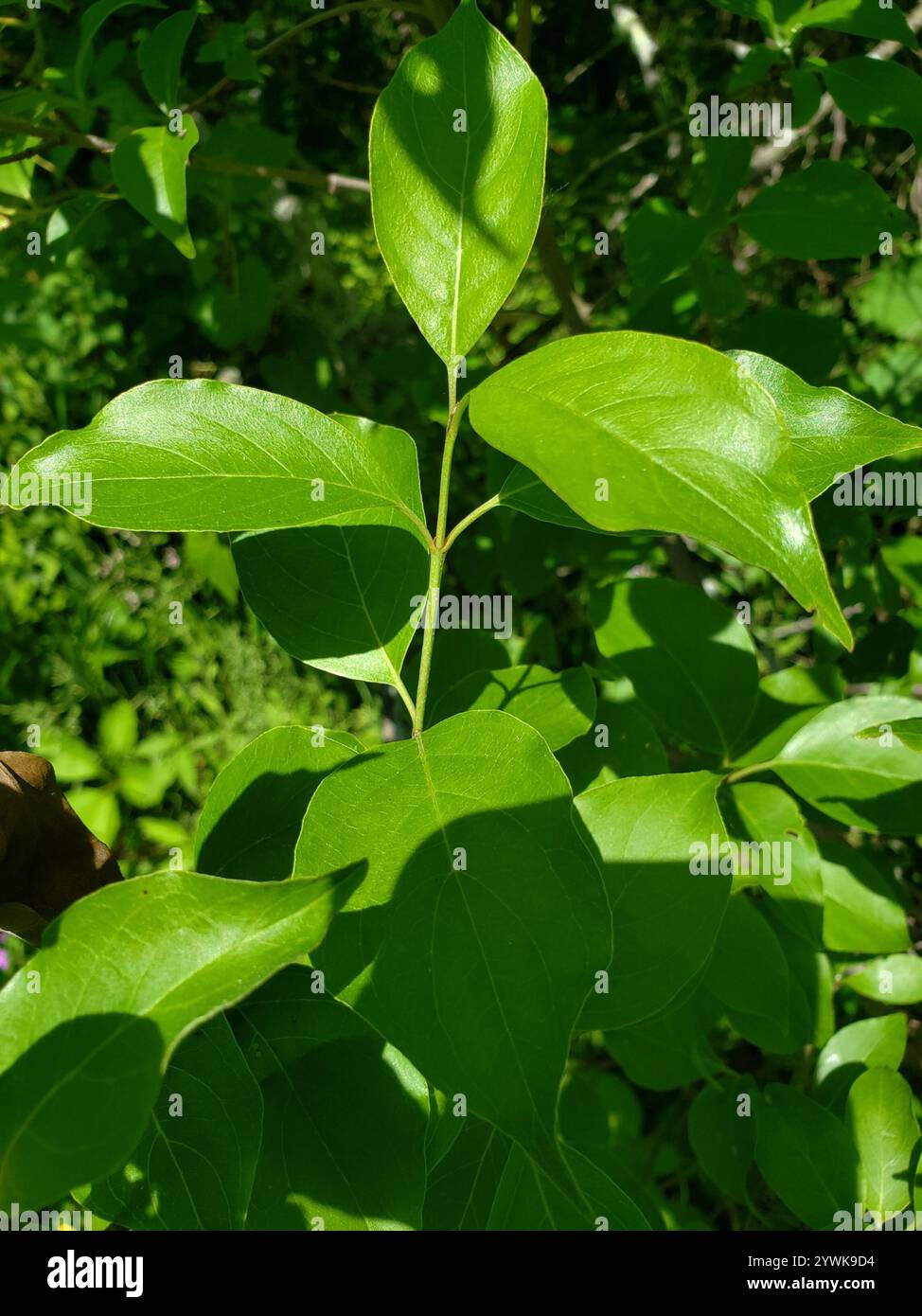 gray dogwood (Cornus racemosa Stock Photo - Alamy