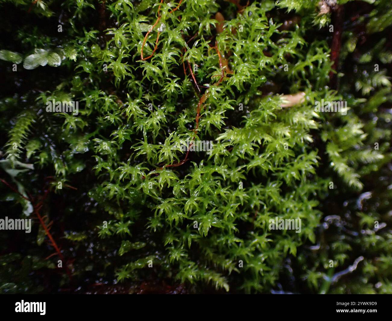 transparent fork-moss (Dichodontium pellucidum Stock Photo - Alamy