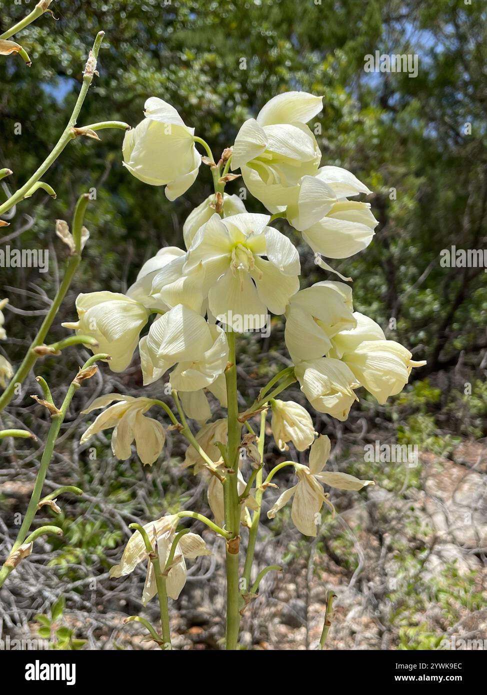 Twisted-leaf Yucca (Yucca rupicola Stock Photo - Alamy