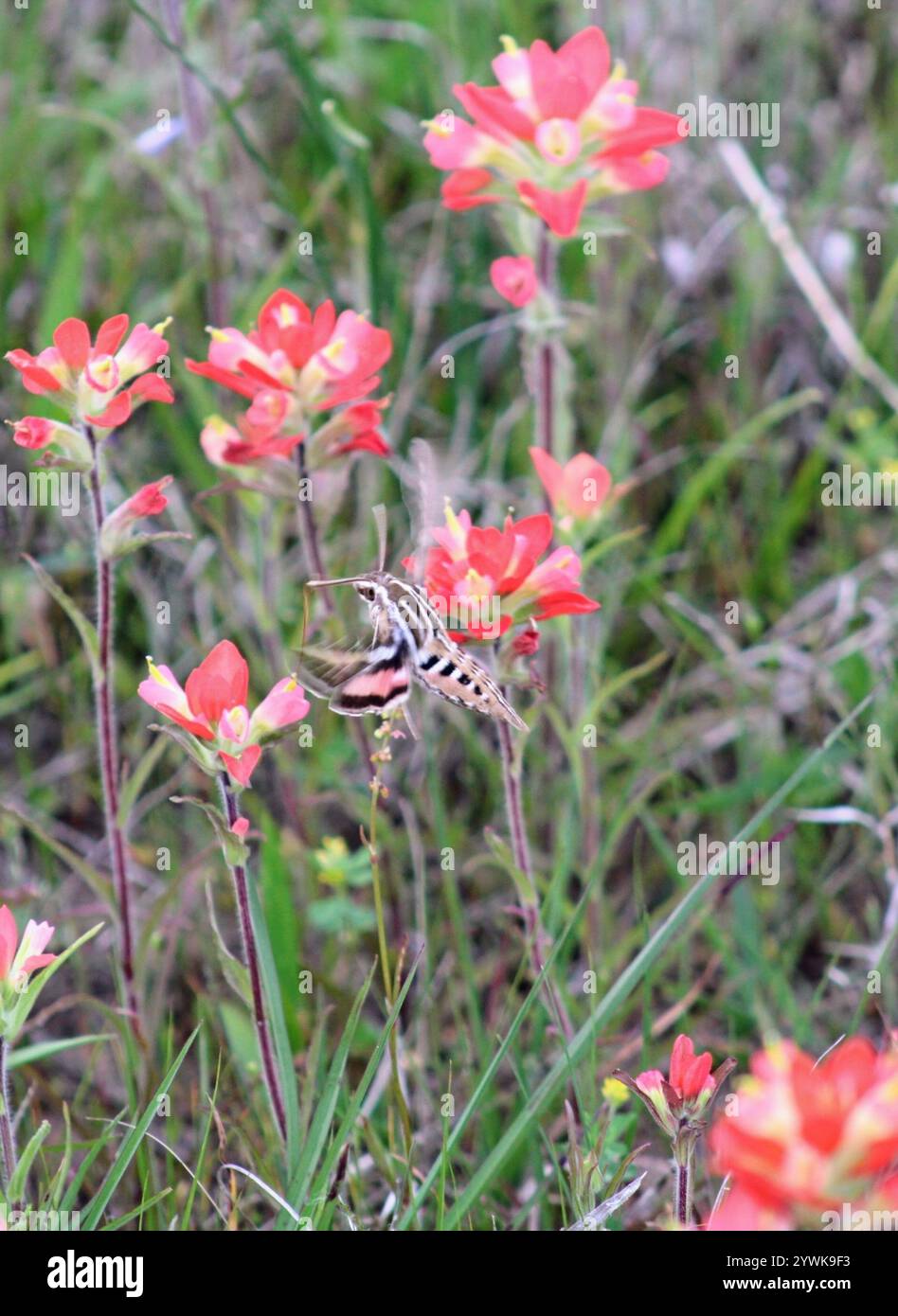 White-lined Sphinx (Hyles lineata Stock Photo - Alamy