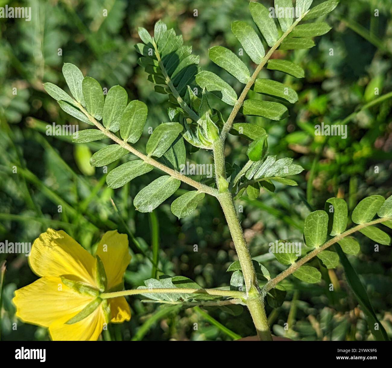 Jamaican feverplant (Tribulus cistoides Stock Photo - Alamy