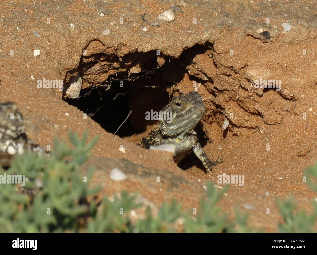 Common Spiny Agama (Agama hispida Stock Photo - Alamy