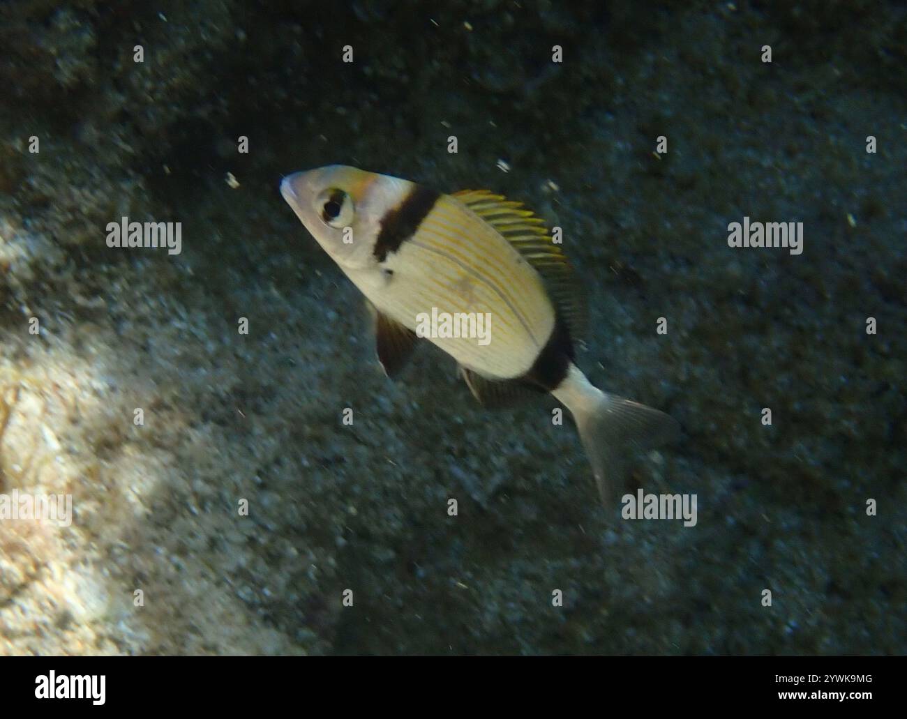 Common Two-banded Seabream (Diplodus vulgaris Stock Photo - Alamy