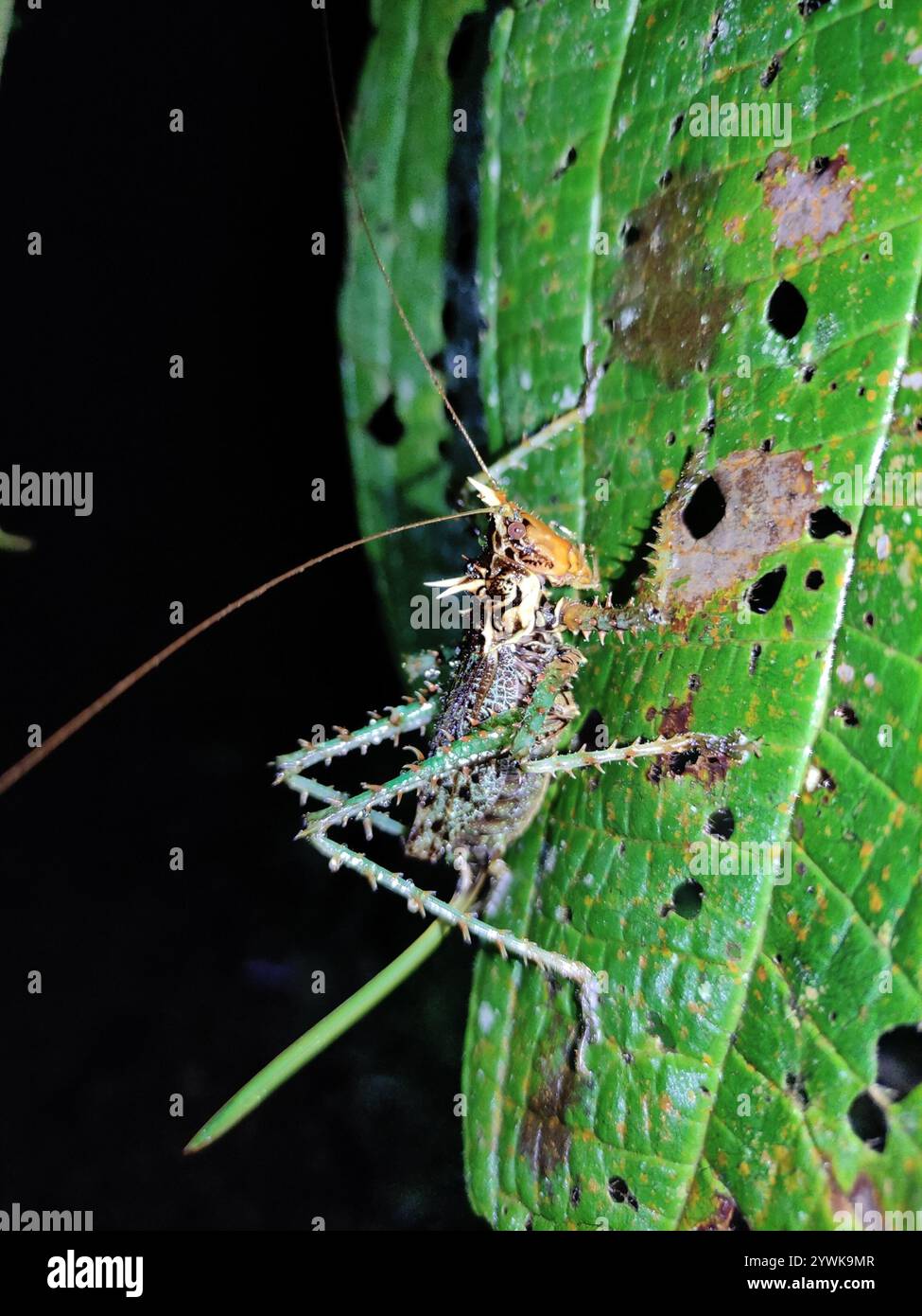 Panacanthus hi-res stock photography and images - Alamy
